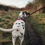 The Essential Guide to Using a Dog Walking Temperature Chart - Animal ...