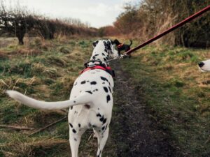 The Essential Guide to Using a Dog Walking Temperature Chart - Animal ...