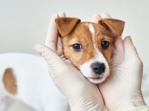 The Fascinating Coati Animal: Nature's Curious Climber - Animal For Life